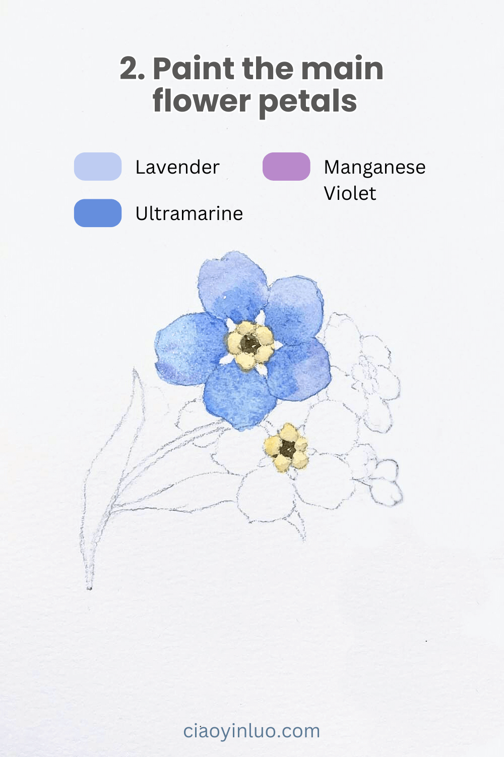 Forget-me-not Flower: Step-by-Step Easy Watercolor Tutorial
