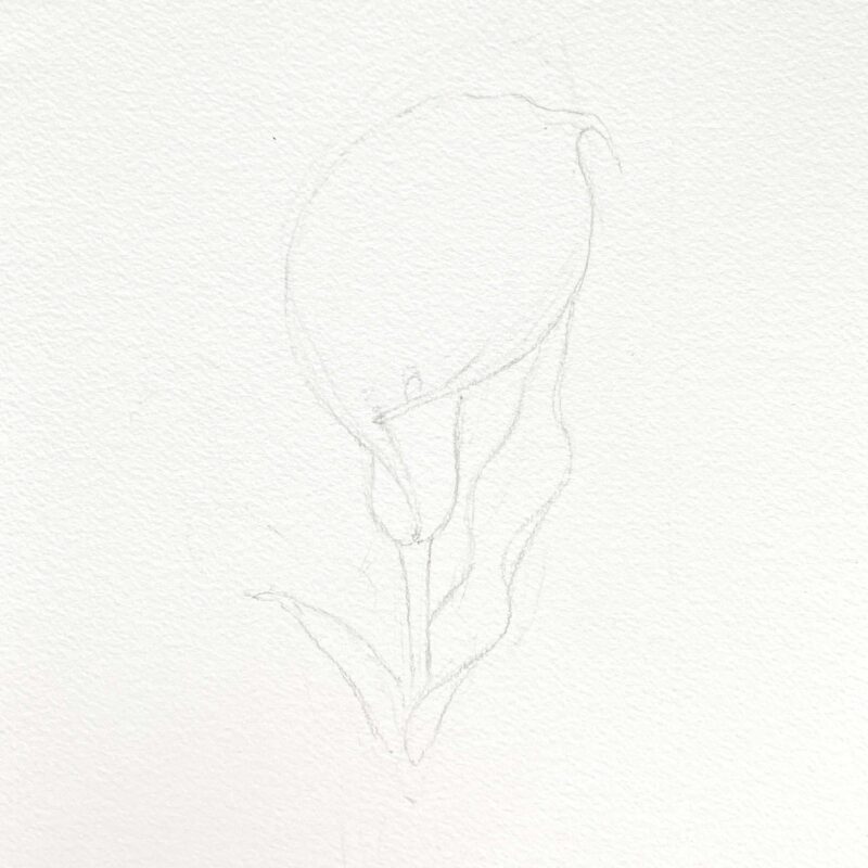 Learn How to Paint Watercolor Calla Lily