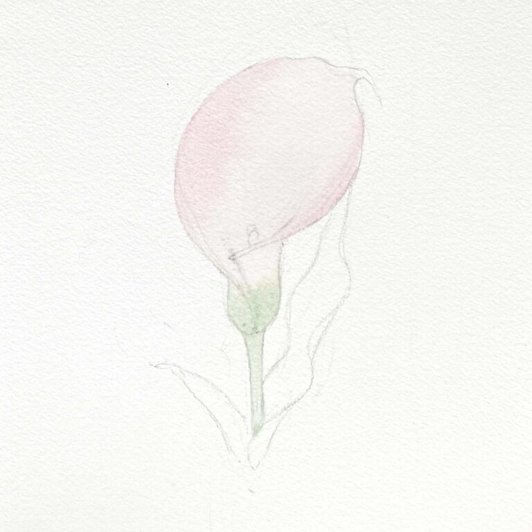 Learn How to Paint Watercolor Calla Lily