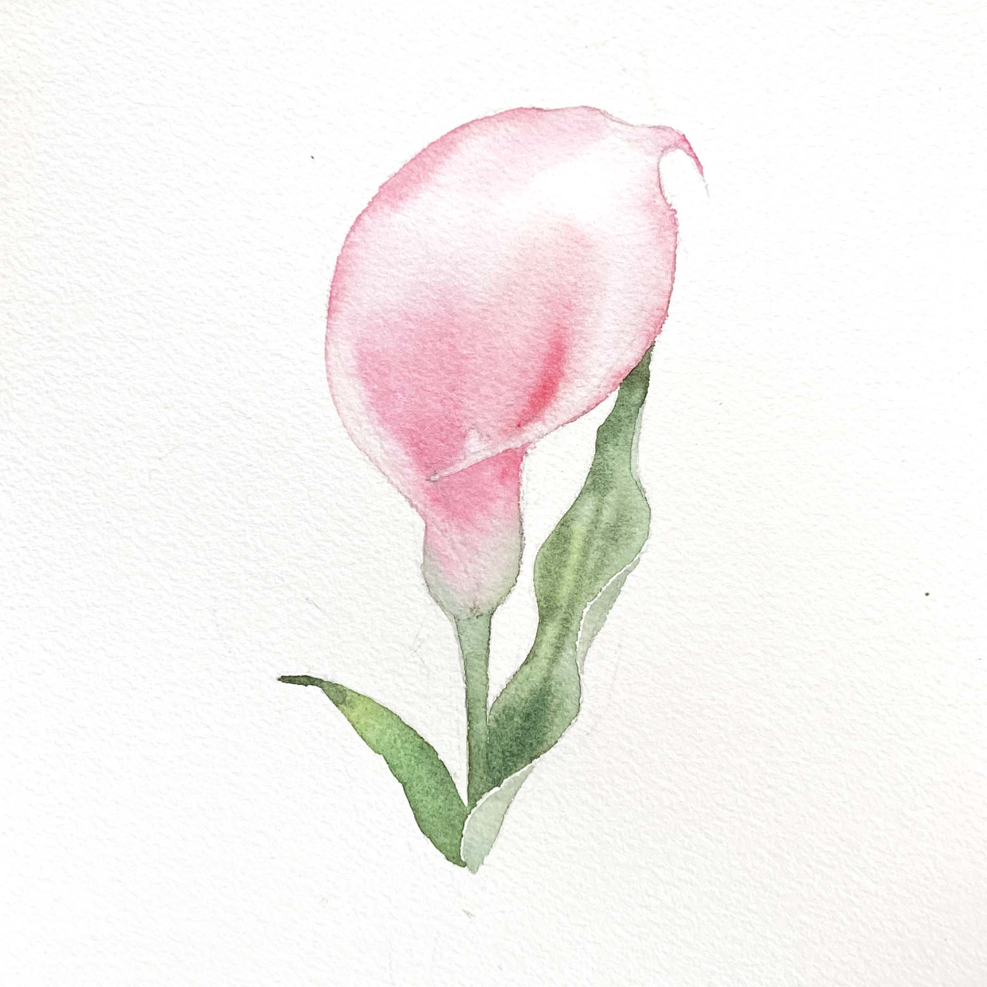 Learn How to Paint Watercolor Calla Lily