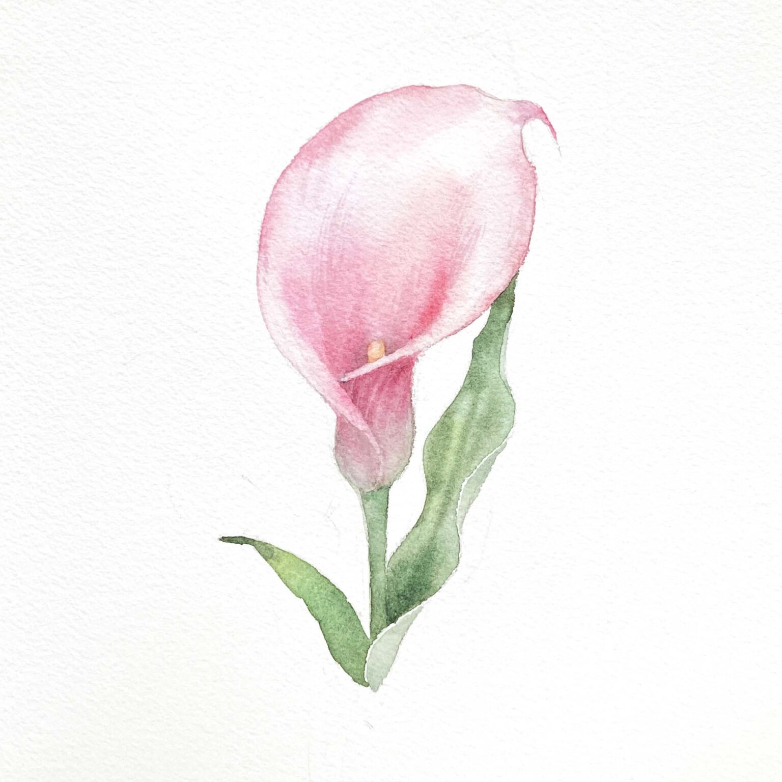 Learn How to Paint Watercolor Calla Lily