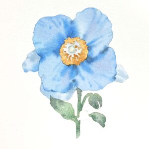 Learn how to paint watercolor Himalayan blue poppy
