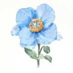 Learn how to paint watercolor Himalayan blue poppy