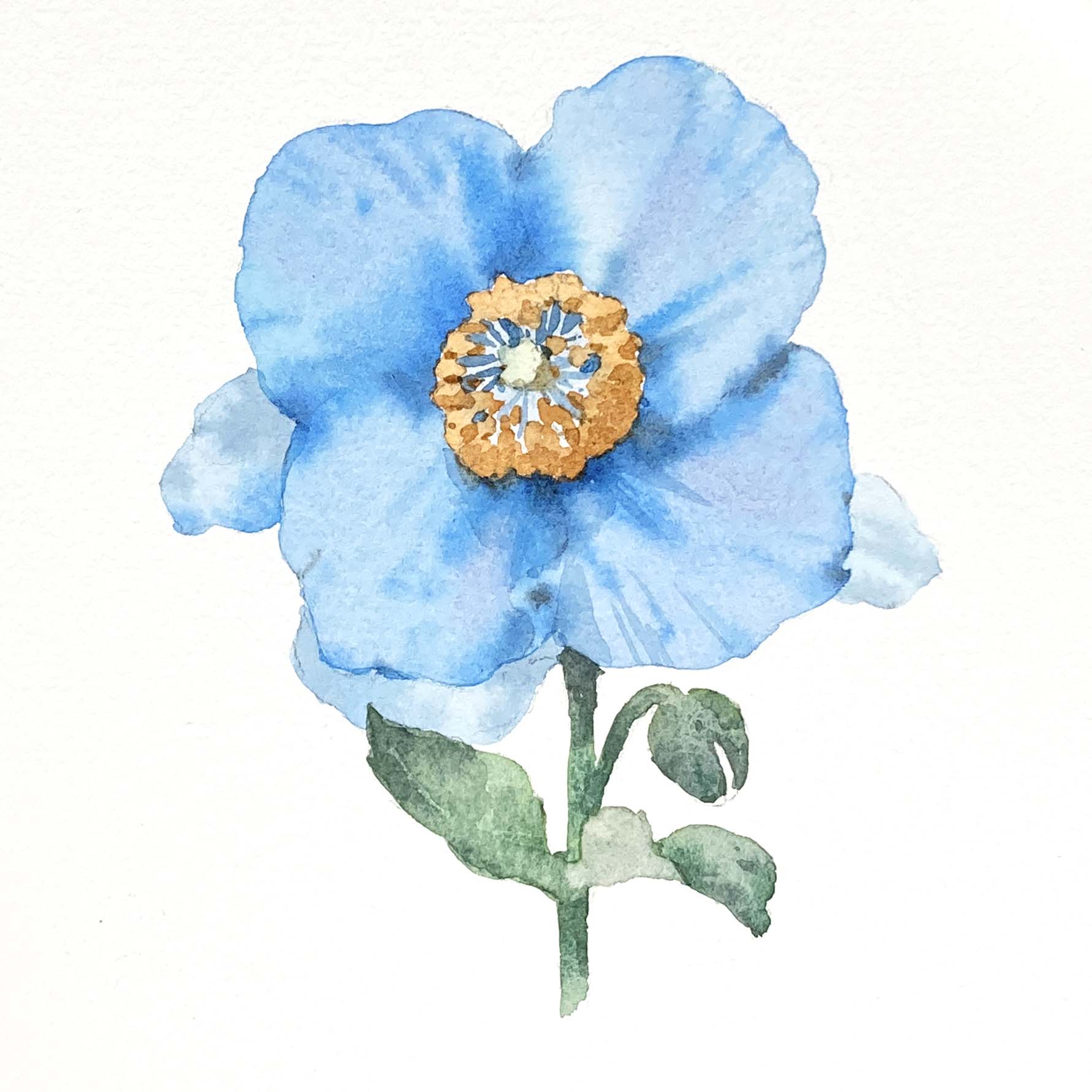 Learn how to paint watercolor Himalayan blue poppy