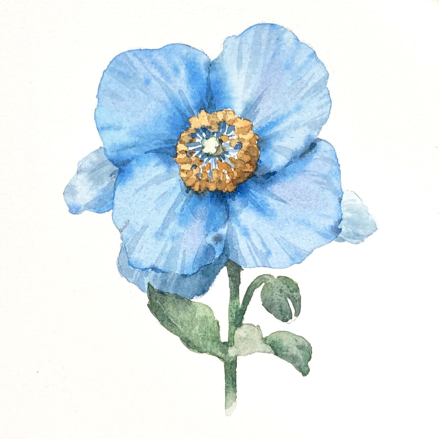Learn how to paint watercolor Himalayan blue poppy