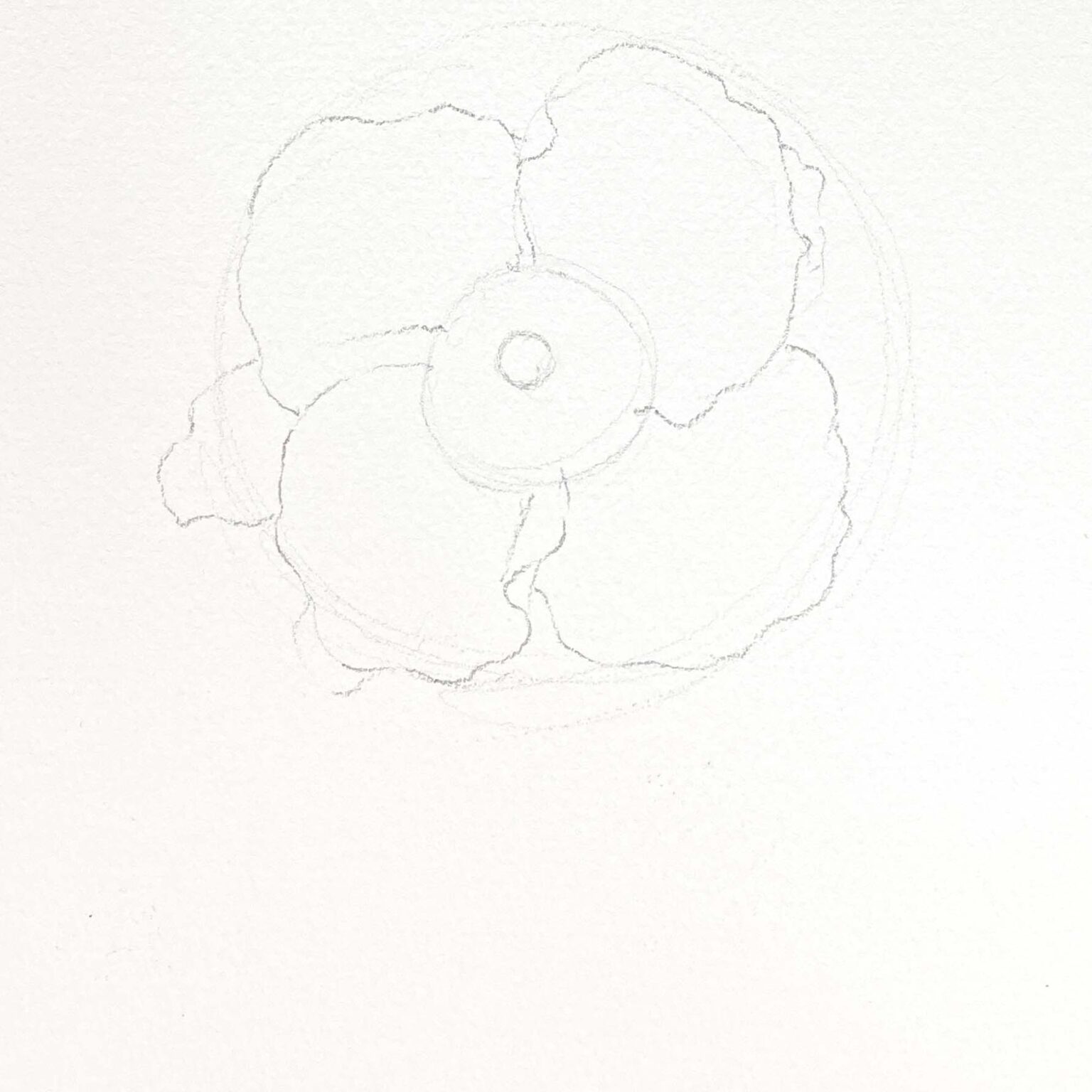 Learn how to paint watercolor Himalayan blue poppy