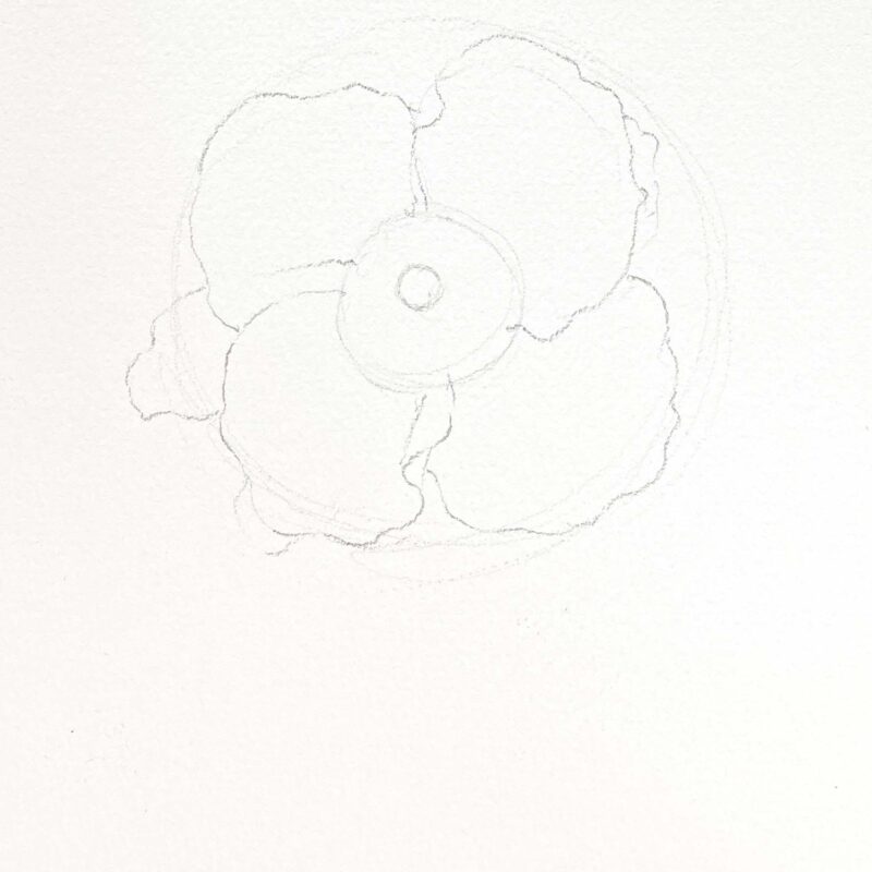 Learn how to paint watercolor Himalayan blue poppy