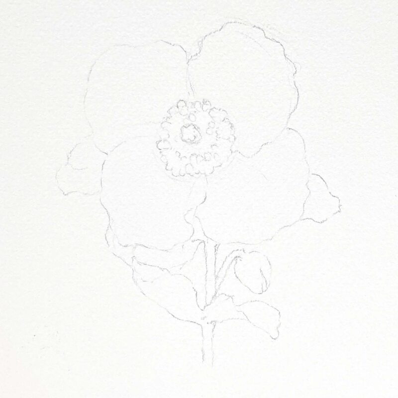 Learn how to paint watercolor Himalayan blue poppy