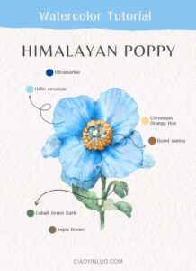 Learn how to paint watercolor Himalayan blue poppy