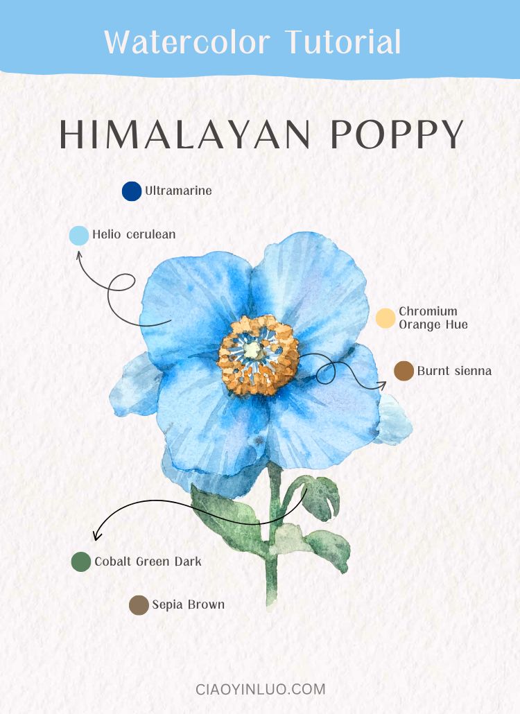 Learn how to paint watercolor Himalayan blue poppy