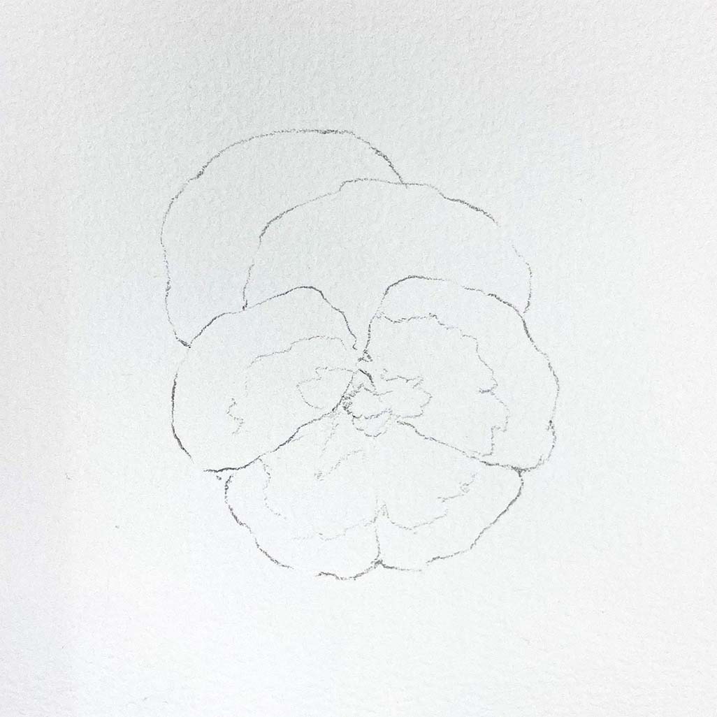 Lean how to paint watercolor Pansies