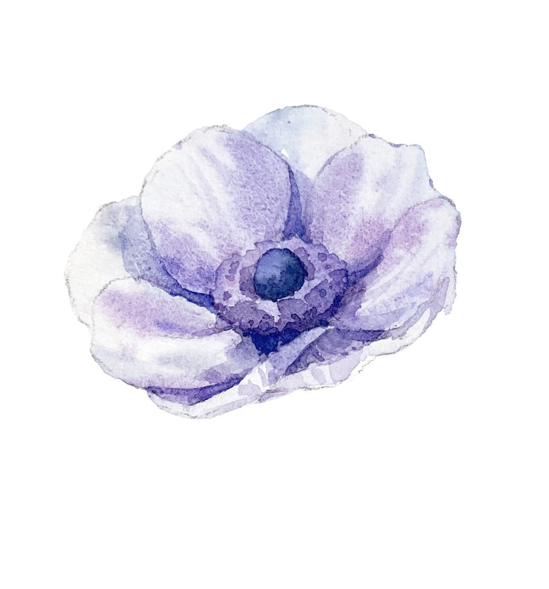 Leran How to Paint Watercolor Anemone